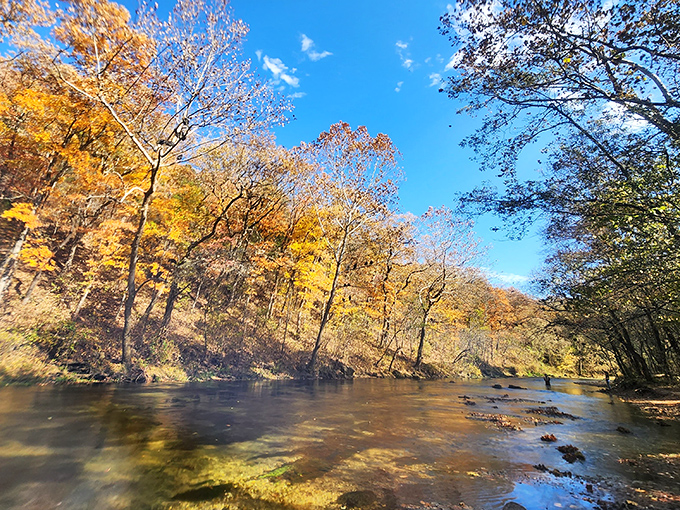 Autumn transforms Bennett Spring into nature's color palette, where golden trees and azure waters create masterpieces no artist could replicate.