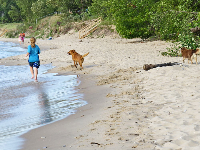 Four-legged beach critics give Christmas Cove their highest rating: two paws up and a happy splash in the shallows.