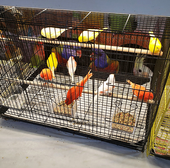 Colorful feathered residents await new homes, proving Traders Village truly offers everything &ndash; even if you weren't planning on bringing home a pet.