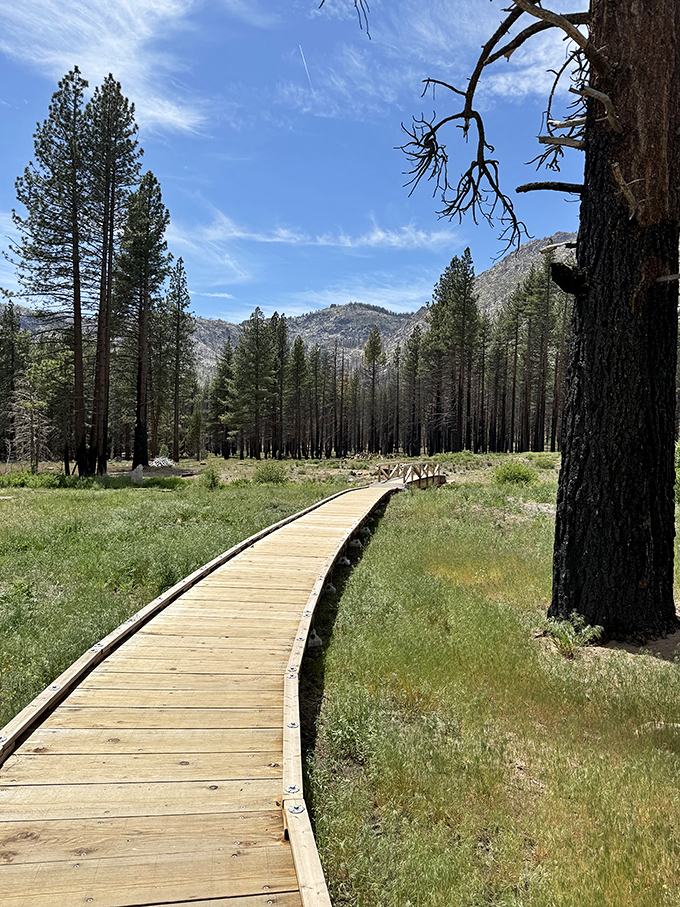 Not all who wander are lost, especially with boardwalks this well-maintained. Nature's red carpet through meadows that change with every season.