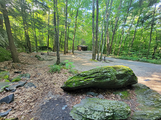 Campsites nestled among towering trees offer that authentic Vermont experience without sacrificing creature comforts entirely.