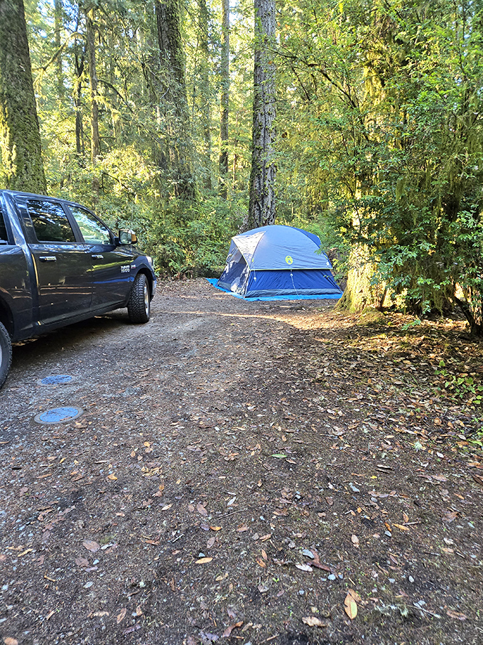 Camping among the redwoods: where your tent looks like a dollhouse and stars play peekaboo through ancient branches.