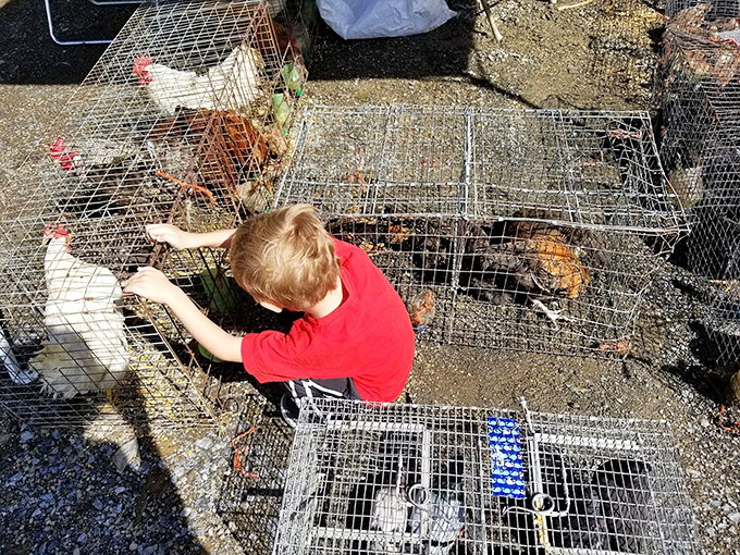 Farm to market in the most literal sense! This young visitor discovers where Easter eggs come from, one curious chicken encounter at a time.