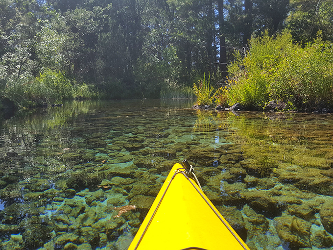 Paddling through nature's aquarium&mdash;where every stroke reveals another underwater garden that no aquascaper could ever hope to replicate.