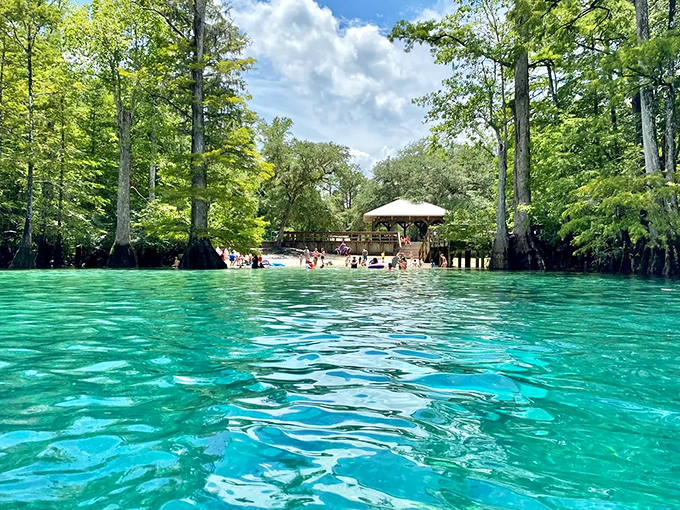 Crystal waters that would make Caribbean resorts jealous. Florida's natural springs offer swimming experiences no chlorinated pool could ever match.