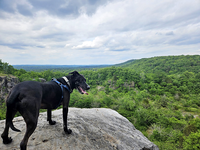 Even dogs appreciate a good view! This four-legged hiker seems just as mesmerized by the panorama as any human companion would be.