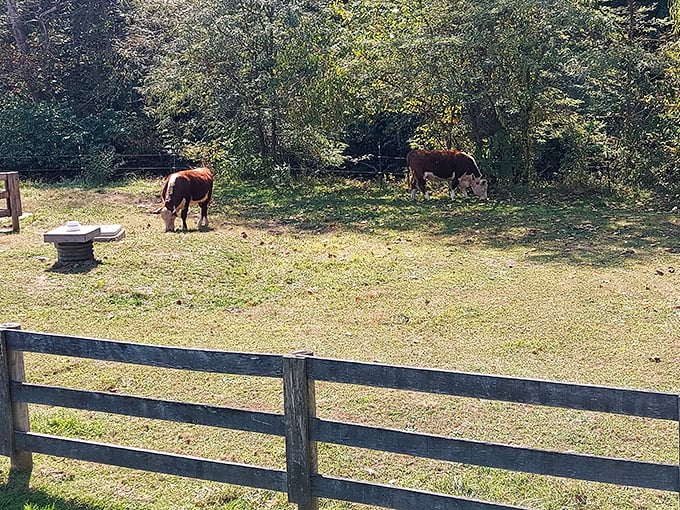 The surrounding countryside remains authentically rural, where livestock graze peacefully just as they have for centuries.