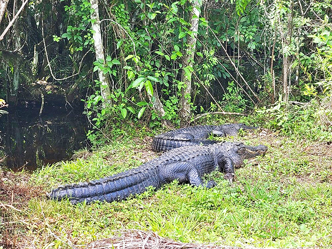 This prehistoric resident seems perfectly content sunbathing at the water's edge, reminding visitors who the real Florida natives are.