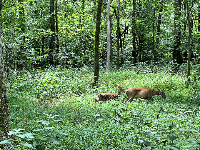 Deer and fawn sharing a quiet moment in the undergrowth&mdash;nature's version of that parent-child talk about staying away from wolves.