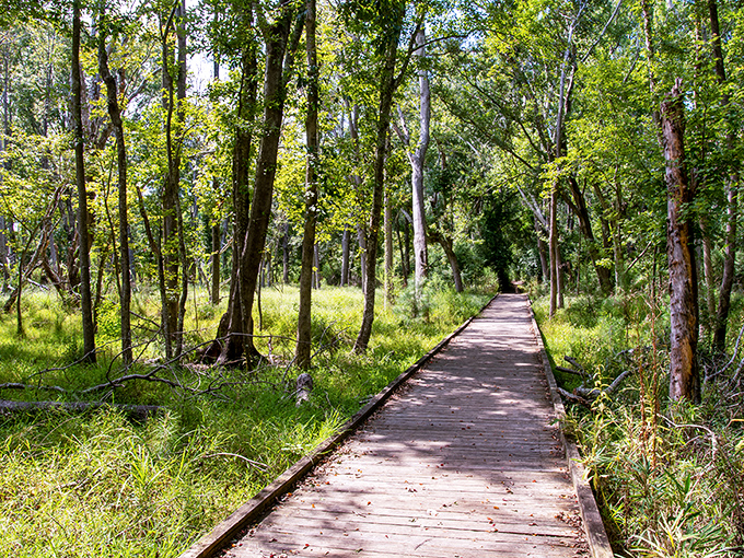 Nature's classroom awaits on the Flytrap Trail. Follow these signs to discover one of the world's most fascinating botanical oddities.
