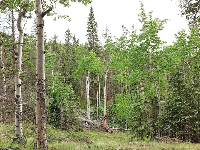 Spring's green promise unfolds in the forest. Those birch trunks standing like nature's exclamation points amid the pines.
