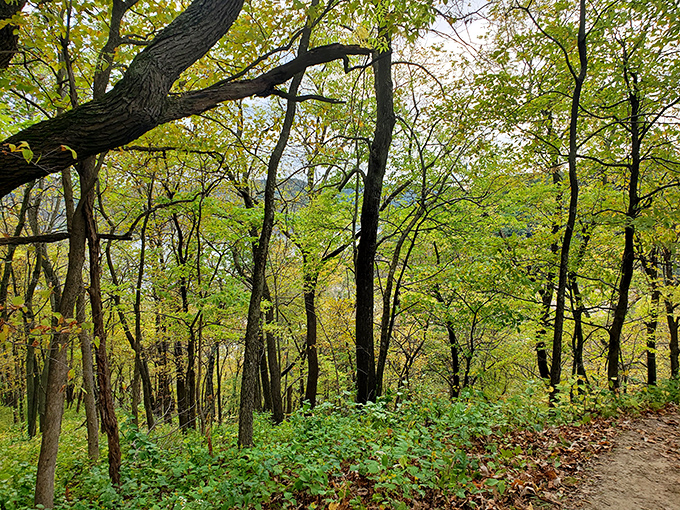 Forest paths that make you forget smartphones exist, and honestly, that's probably for the best.