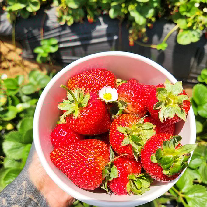 Nature's perfect dessert bowl&mdash;these just-picked berries need no adornment, though they wouldn't complain about a little whipped cream.