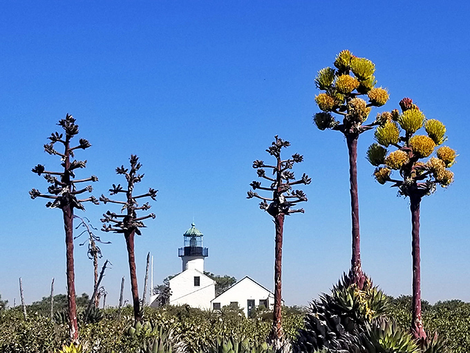 Framed by California's distinctive agave plants, the lighthouse appears to float above the landscape like a maritime mirage.