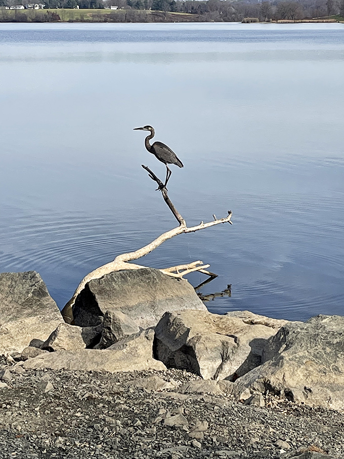The great blue heron stands like a zen master on its driftwood throne. Patient, poised, and probably judging your fishing technique.
