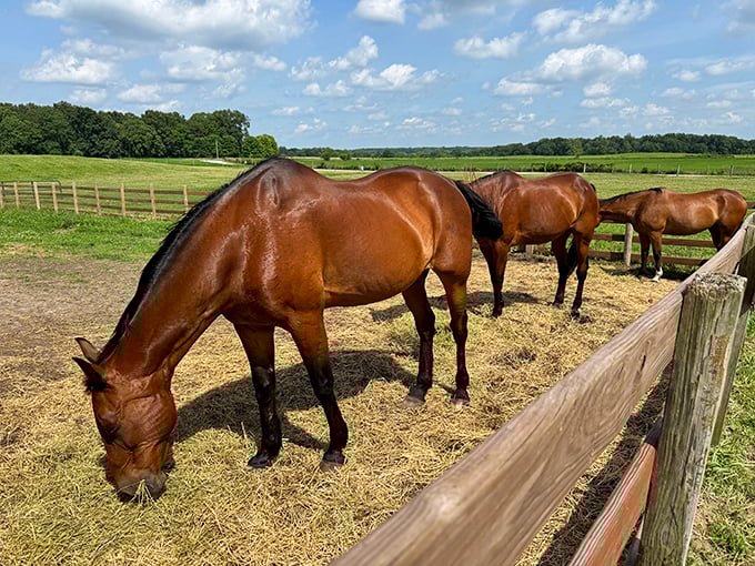 These magnificent horses don't just eat hay&mdash;they're living history lessons on four legs, showcasing breeds that would have worked Indiana farms a century ago.