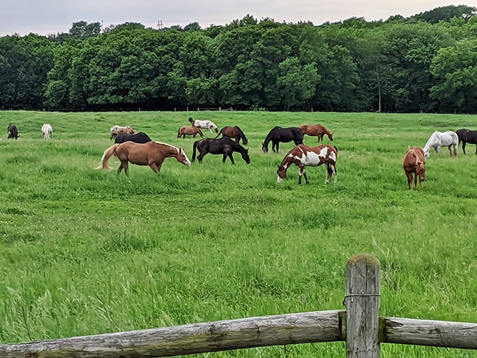 These majestic creatures aren't just posing for your photos&mdash;they're living their best equine lives in meadows that seem to stretch forever.