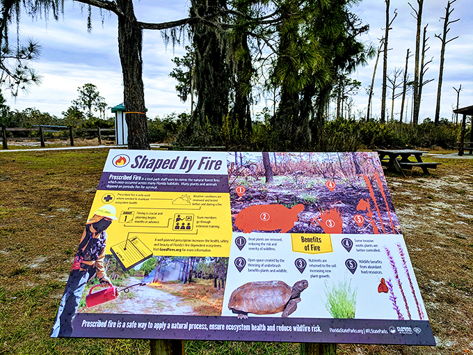 "Shaped by Fire" &ndash; educational signage explaining how controlled burns aren't disasters but nature's reset button for healthy ecosystems.
