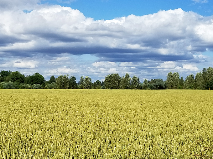 Fields of gold stretch toward the horizon under dramatic Oregon skies, proving that sometimes the most breathtaking views aren't on mountain peaks.