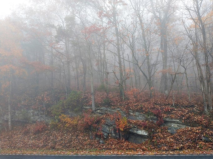 Morning fog transforms ordinary woods into an enchanted forest where even the rocks seem to tell stories.