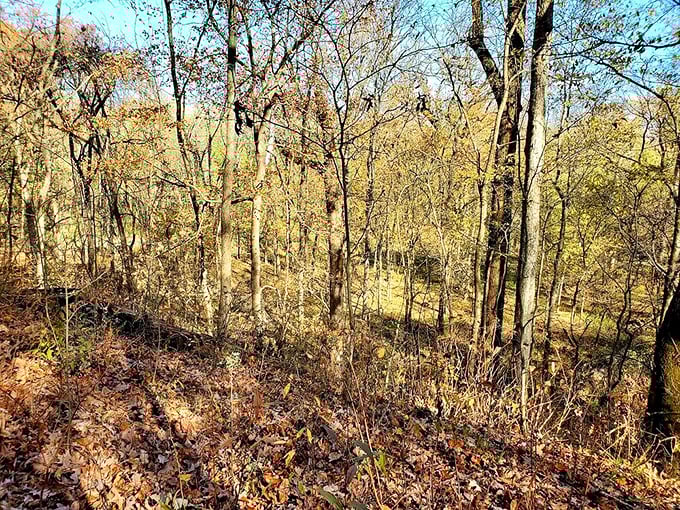 Autumn transforms the forest into a painter's dream, where every fallen leaf tells the story of summer's grand finale.