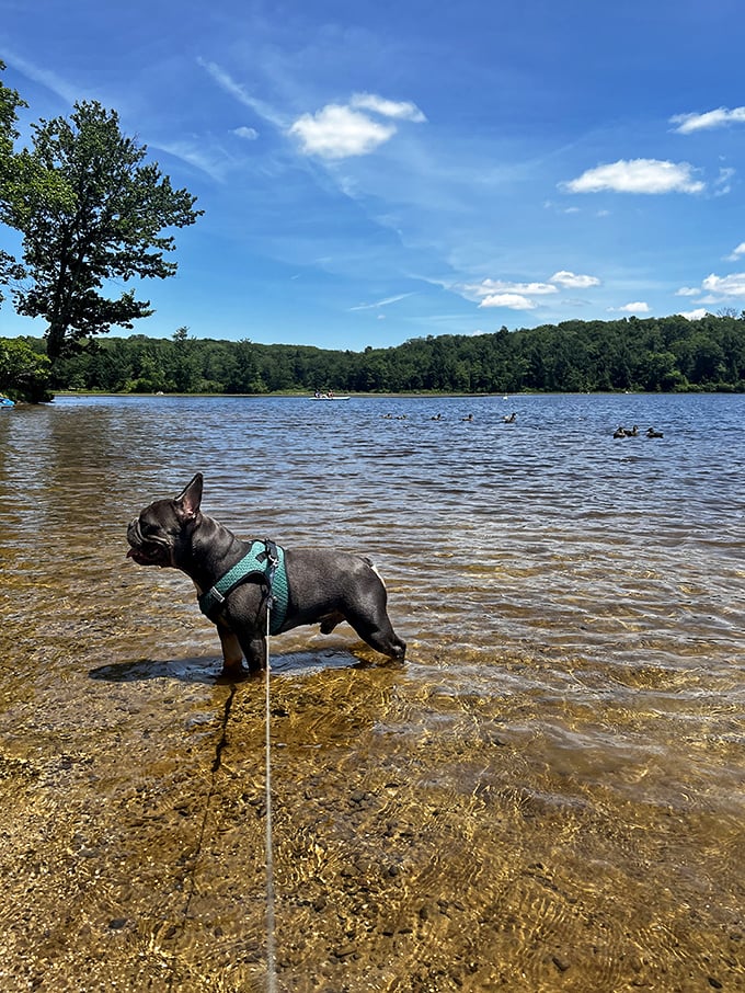 Doggy paddle paradise – even four-legged visitors seem to understand they've stumbled upon something special here.