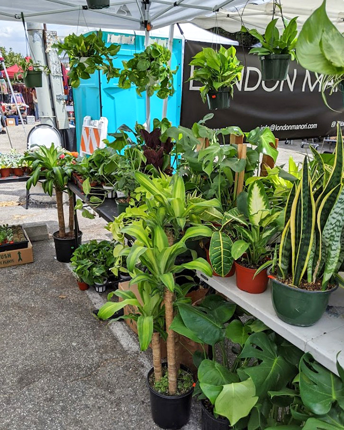 Plant parenthood made easy: leafy companions in every shade of green, no guilt trips about forgetting to call on Sundays.
