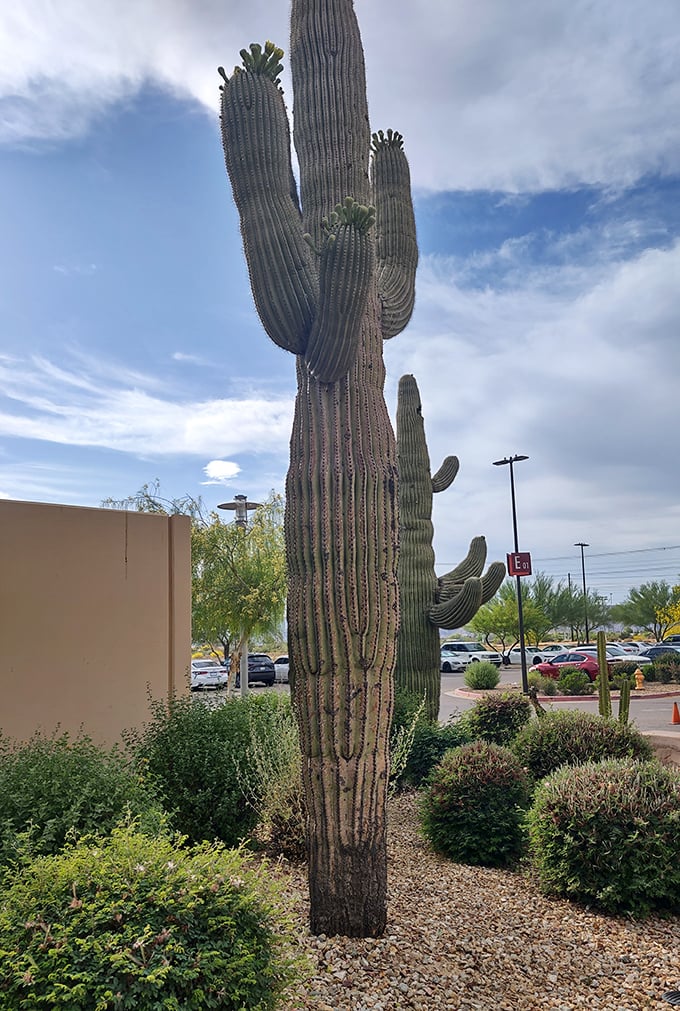 Even the saguaro knows this is prime real estate&mdash;it's been standing guard over shoppers for probably longer than us.