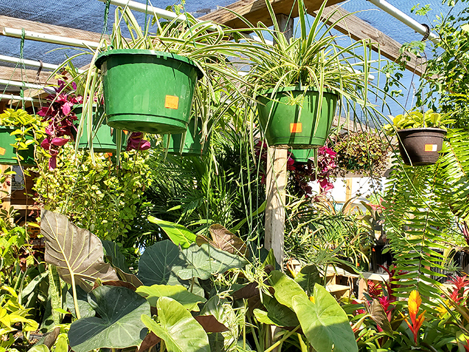 A miniature jungle waiting to transform your patio. These lush green beauties promise to forgive even the most notorious plant-killers.