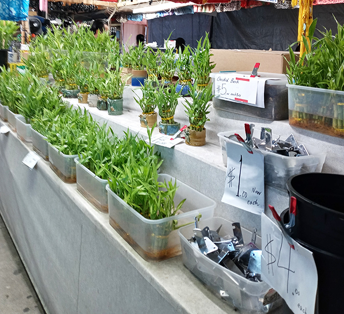 Lucky bamboo reaches skyward like green fireworks frozen in time. For plant parents seeking new green children to nurture, this is adoption heaven.