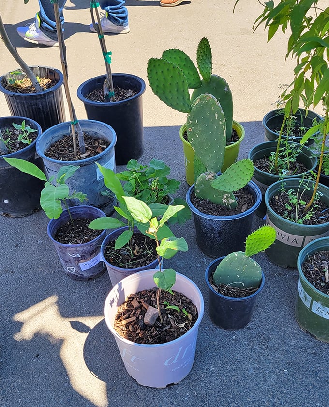 Desert gardening starts here! From prickly paddle cacti to tender seedlings, these potted possibilities are ready to transform your windowsill or yard.