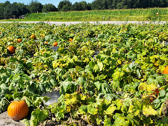 Pumpkin real estate development in progress. These orange orbs are social distancing before it was trendy.