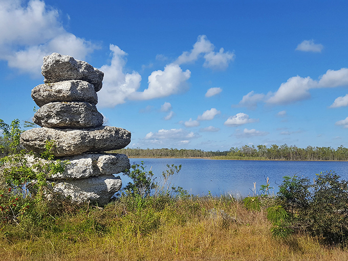 Someone's been stacking rocks with impressive balance, creating an unexpected zen moment in the middle of wild Florida swampland.