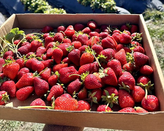 A cardboard treasure chest filled with edible rubies&mdash;proof that sometimes the simplest packaging holds the most extraordinary flavors.