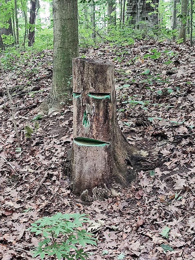 Nature's art gallery – this tree stump with its mysterious green markings tells stories of forest life and woodland magic.