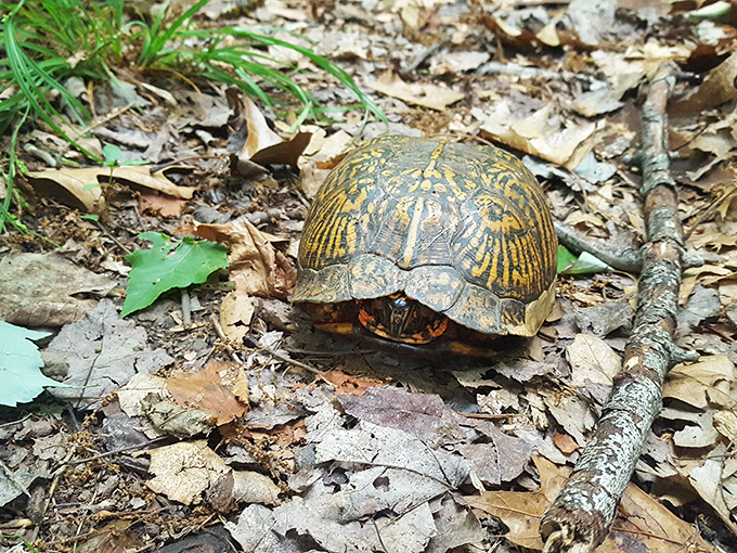 This eastern box turtle is the park's original slow traveler, reminding us that the best journeys aren't rushed. Nature's lesson in mindfulness.