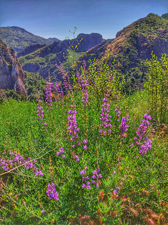 Purple lupines stealing the spotlight from those dramatic volcanic formations in the background shows Mother Nature's flair for color coordination.