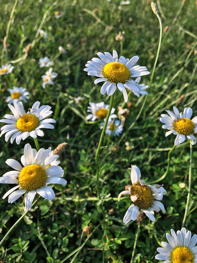 Nature's confetti: Wild daisies dot the landscape like tiny suns, proving Ohio's wildflowers can compete with any garden show.