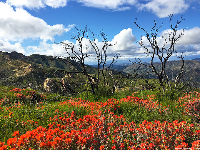 Nature's confetti celebration – wildflowers painting the hillsides in colors so vibrant they'd make your HDTV jealous.