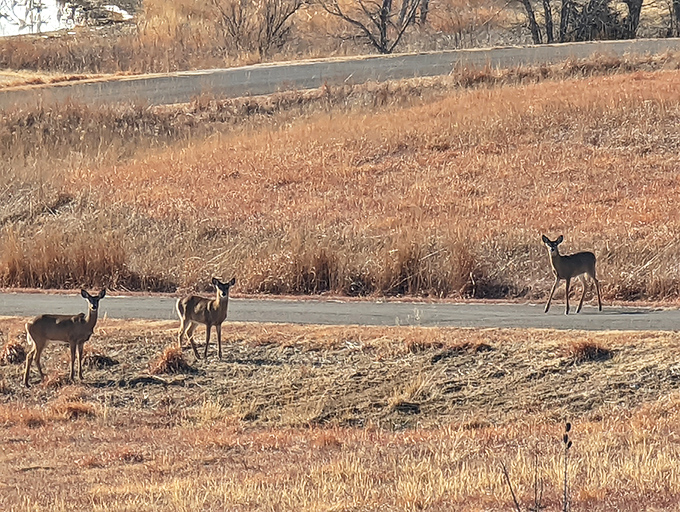 Deer crossing the prairie at Wilson State Park, completely unimpressed by your fancy camera. Wildlife encounters that remind you who really owns this place.