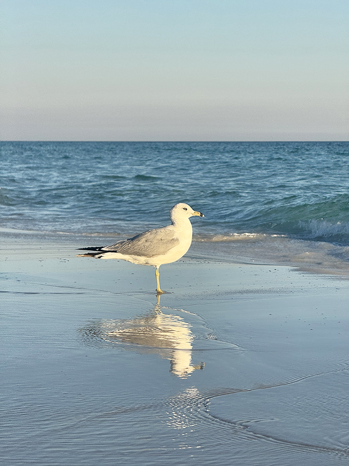"Excuse me, this is MY beach." This seagull clearly practices mindfulness&mdash;completely present in its perfect reflection moment.