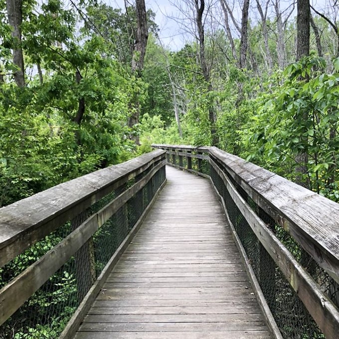 Wooden boardwalks that whisper with each step. Follow this path deep into the forest where cell service fades and conversation flourishes.