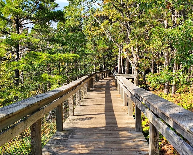 Walking this wooden path feels like stepping into a storybook. The only dragons you'll encounter are the dragonflies darting between sunbeams.