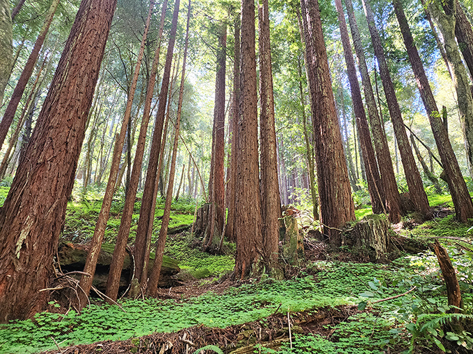 Redwoods reaching skyward create nature's most majestic cathedral. Standing here makes you feel simultaneously tiny and part of something enormous.