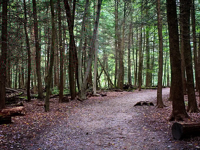 The forest path less traveled, where each step crunches like nature's own ASMR soundtrack.