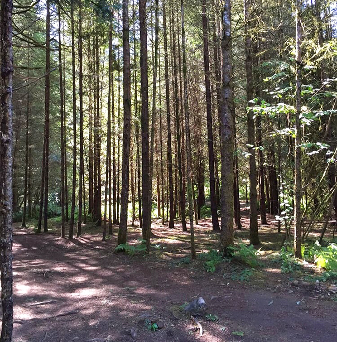 Walking through these towering sentinels feels like stepping into a cathedral where sunlight replaces stained glass and pine needles serve as carpet.