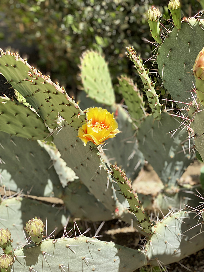 A prickly pear's way of apologizing for all those thorns &ndash; one perfect yellow flower that makes the danger almost worthwhile.