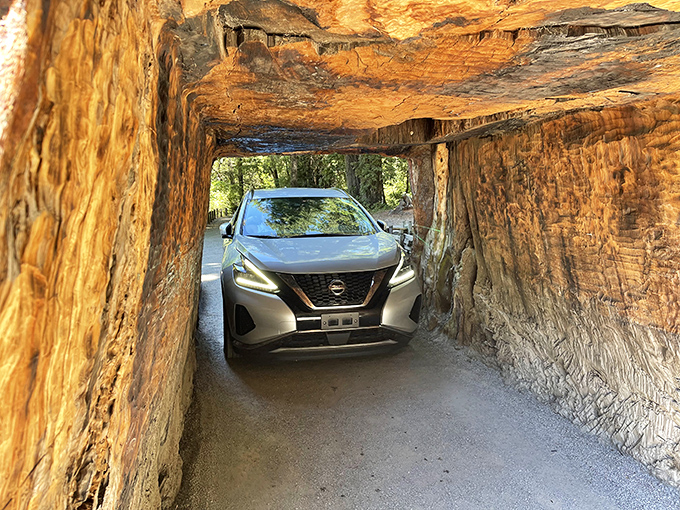 A car squeezes through the living tunnel of the Chandelier Drive-Thru Tree, a tight fit worth the adventure.