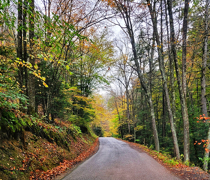 Fall colors paint these trees in shades that would make professional artists weep with pure joy.