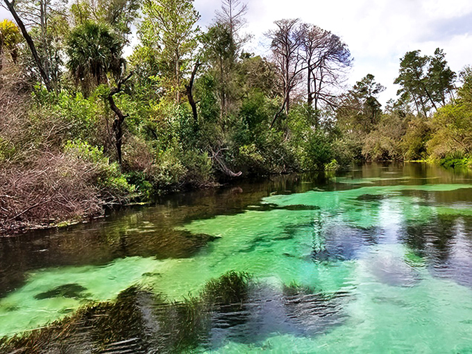 Wekiwa's liquid tapestry! The spring run creates patterns that would make any abstract artist jealous of Mother Nature's talent.